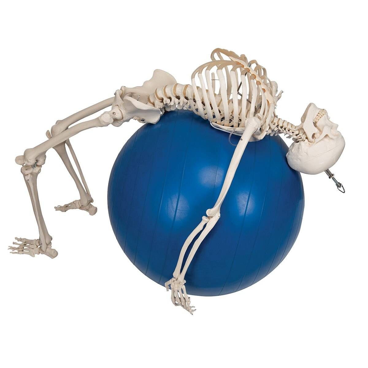 3B Scientific Physiological Skeleton Model - Phil | Anatomy Warehouse