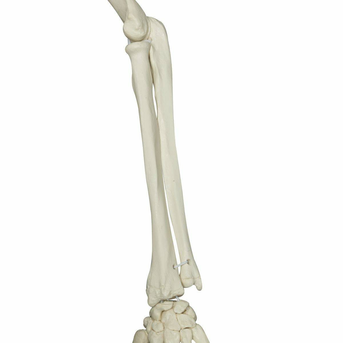 3B Scientific Physiological Skeleton Model - Phil | Anatomy Warehouse