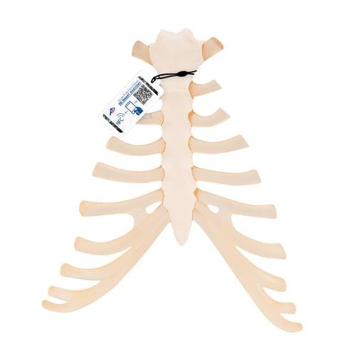 3B Scientific Sternum Anatomy Model With Rib Cartilage | Anatomy Warehouse