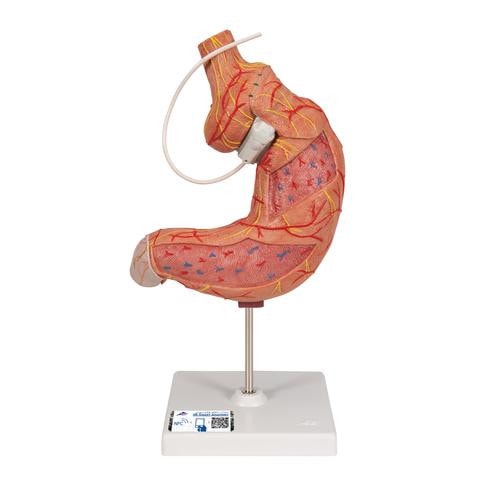 Anatomy Warehouse - Body Parts - Stomach Anatomy Models