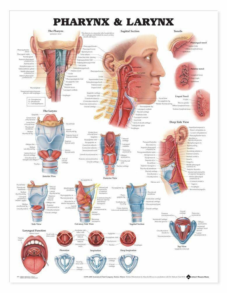 Human Head & Neck Anatomy Charts for Education | Anatomy Warehouse