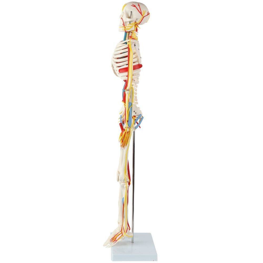 Anatomy Lab Miniature 35" Skeleton with Nerves, Veins and Arteries ...