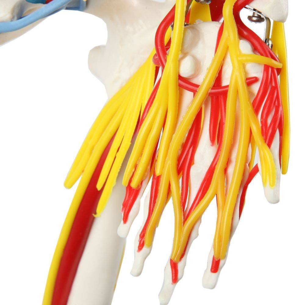 Anatomy Lab Miniature 35" Skeleton with Nerves, Veins and Arteries ...
