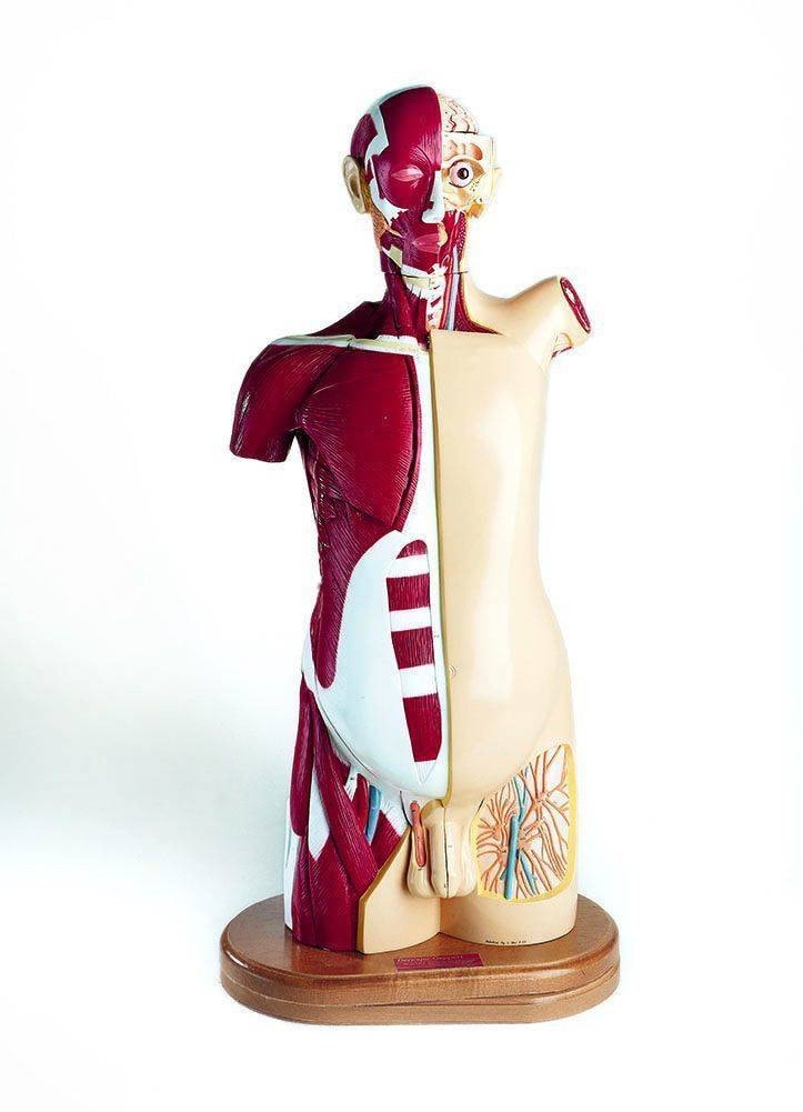 Denoyer-Geppert 23 Part Multi Torso Sexless Configuration Anatomy Model ...