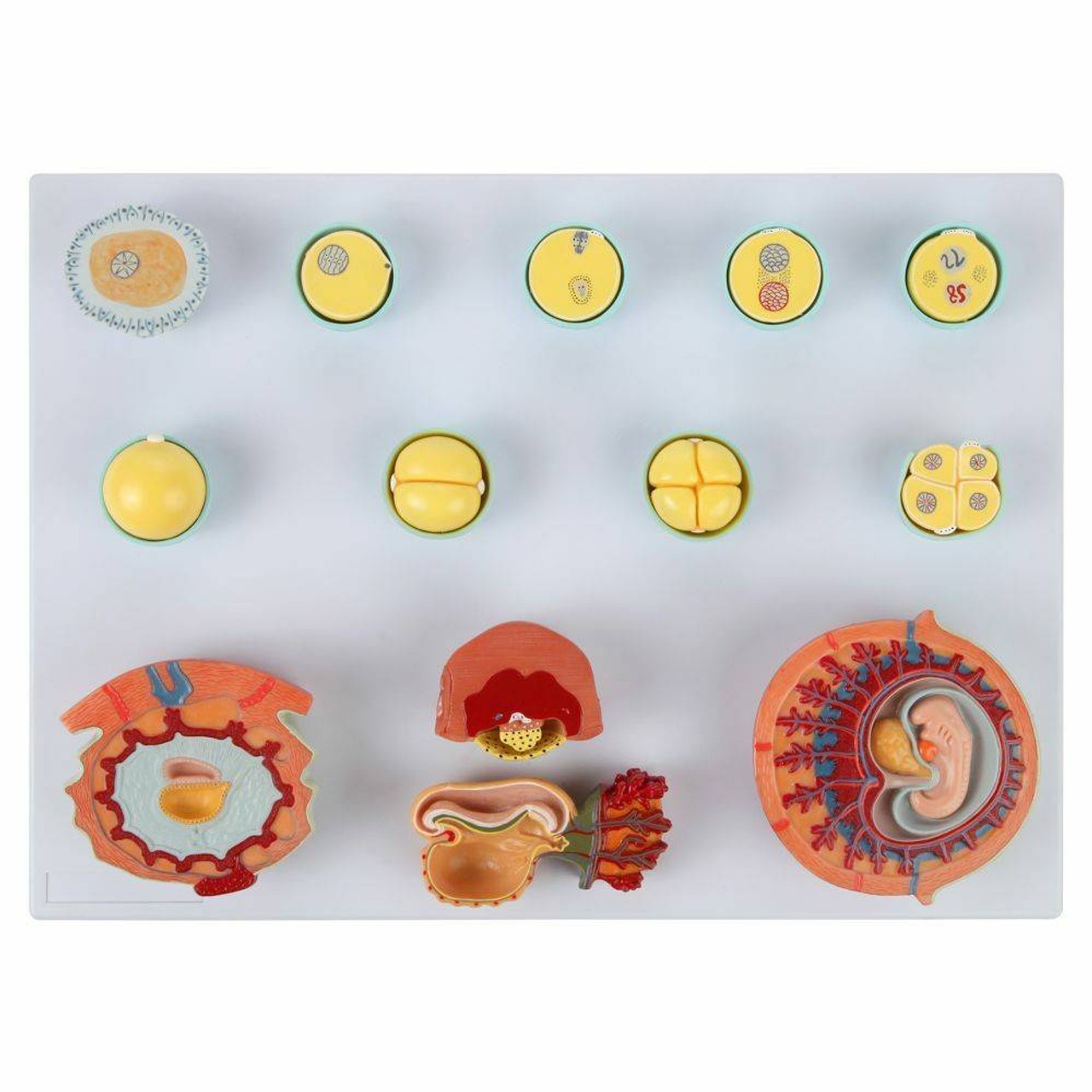 Axis Scientific Pregnancy Anatomy Model Set | Anatomy Warehouse