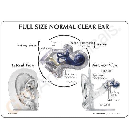 3B Scientific Ear Anatomy Model Set | Anatomy Warehouse