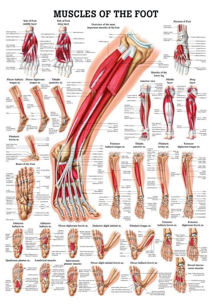 Anatomy Warehouse Body Parts of the Upper & Lower Limbs - Foot