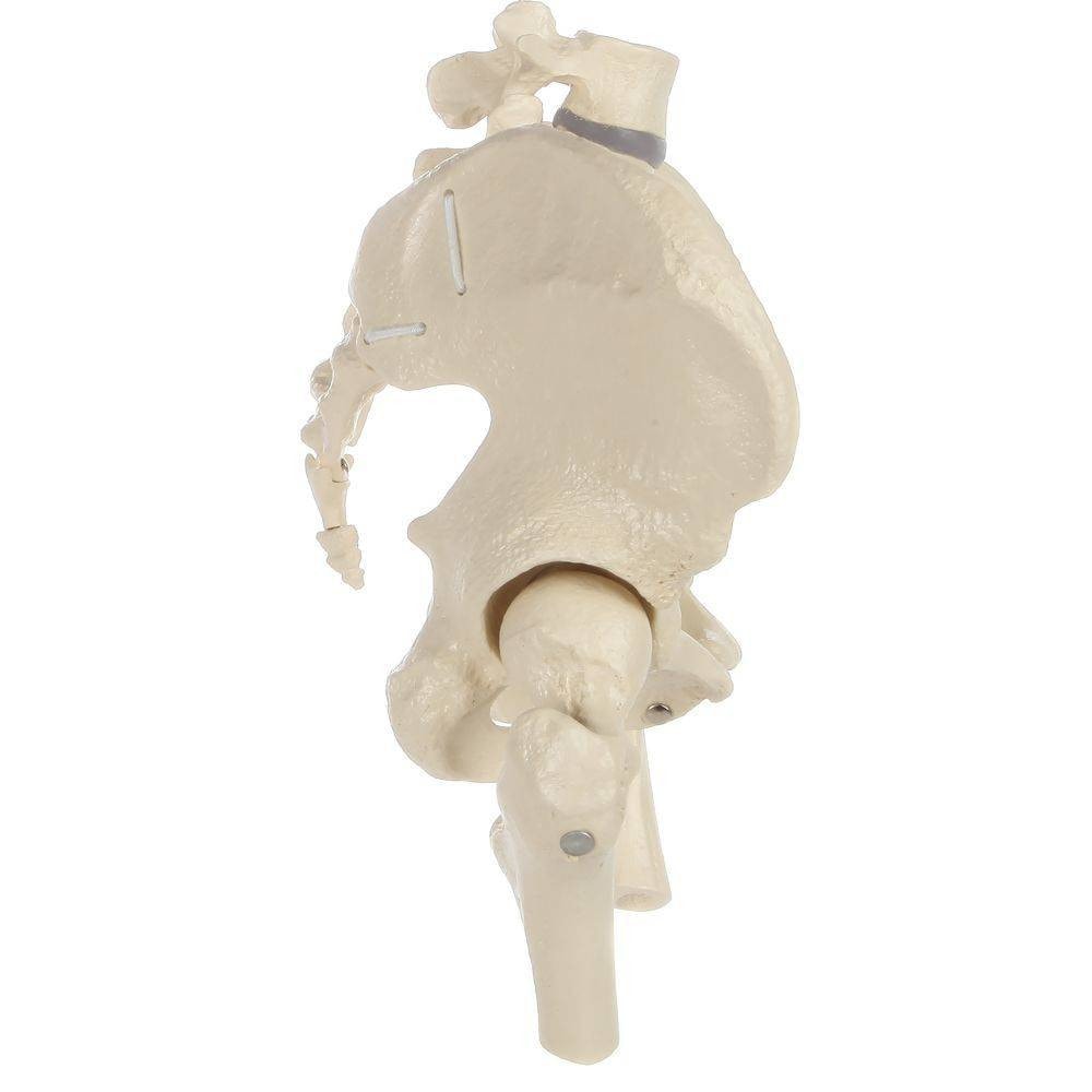 3B Scientific Flexible Human Female Pelvis Anatomy Model, Flexibly ...