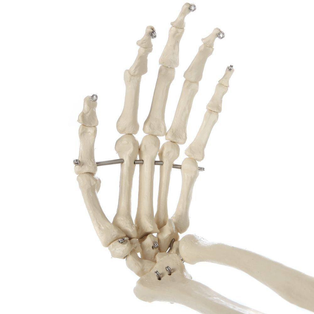 Rudiger Anatomie Premium Arm Skeleton with Full Hand, Ulna and Radius ...