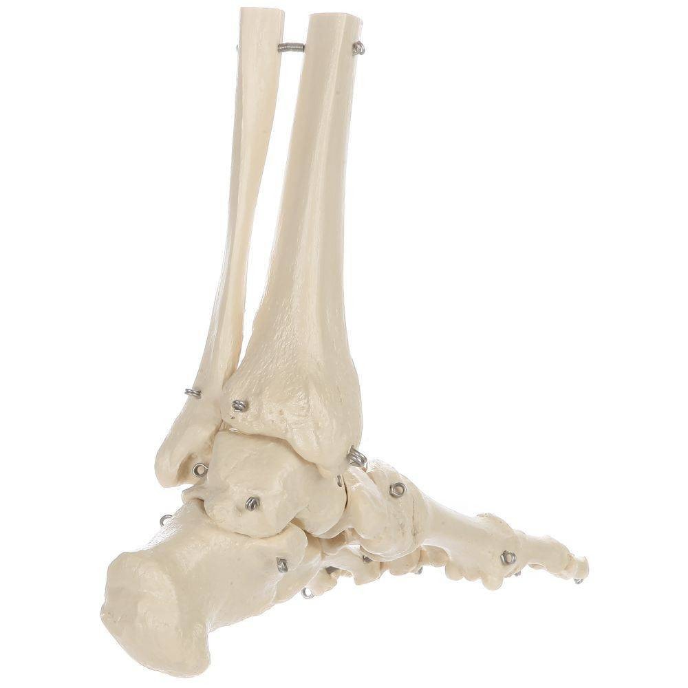 Rudiger Anatomie Premium Foot Skeleton with Portion of Tibia and Fibula ...