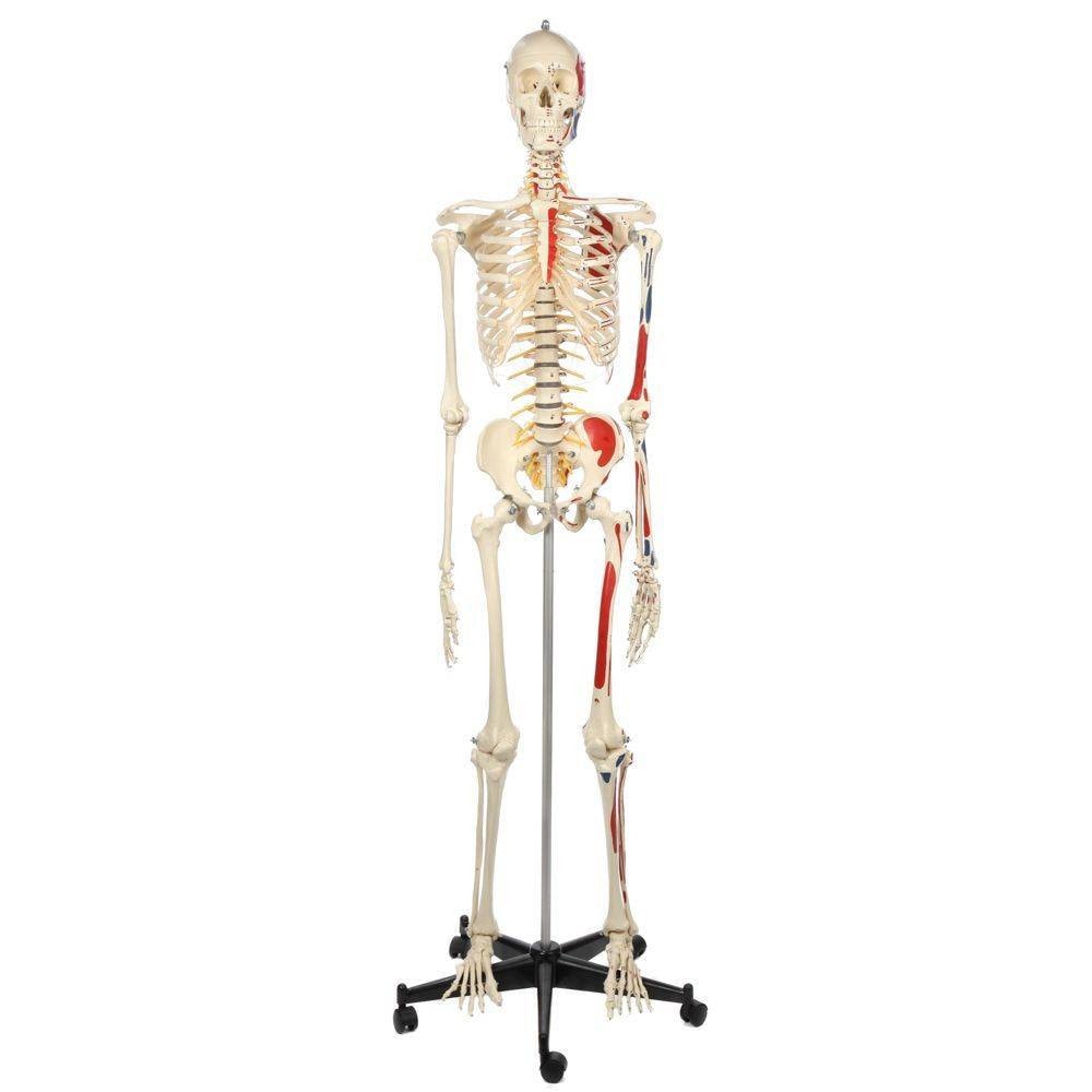 Rudiger Anatomie Premium Human Skeleton with Flexible Spine, Muscle ...