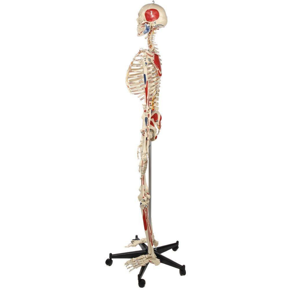 Rudiger Anatomie Premium Human Skeleton with Flexible Spine, Muscle ...