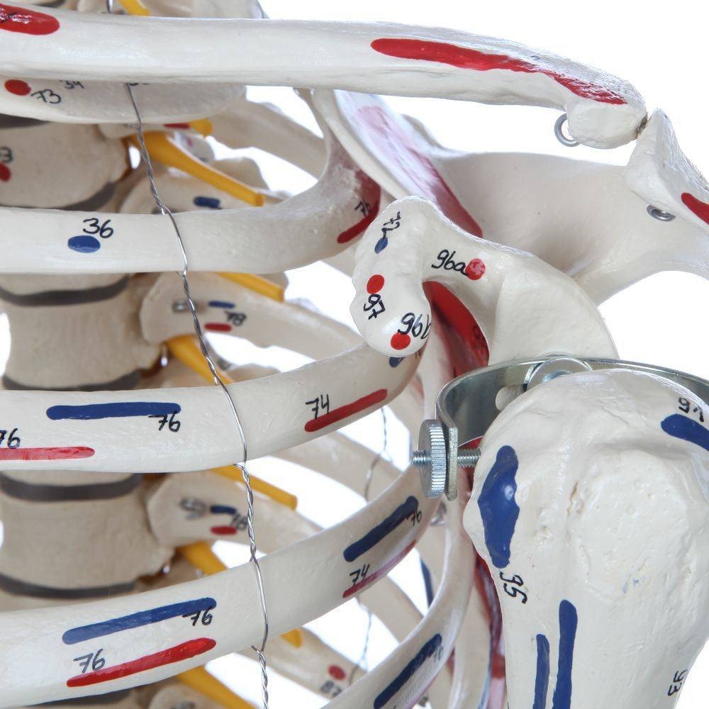Rudiger Anatomie Premium Human Skeleton with Flexible Spine, Muscle ...