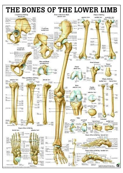 Anatomy Warehouse Body Parts of the Upper & Lower Limbs - Leg Charts