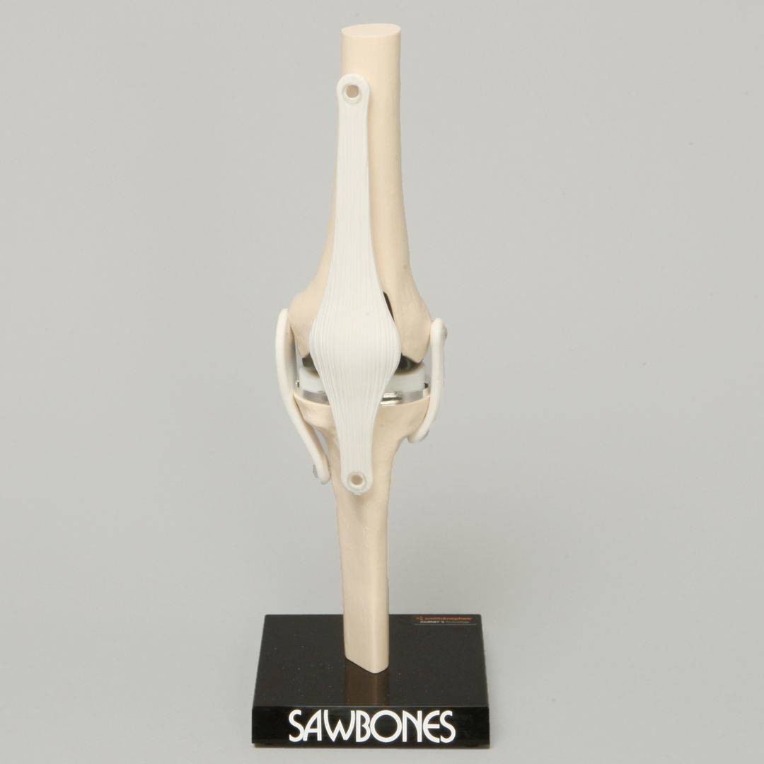 Sawbones Products - Anatomy Warehouse