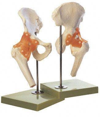 SOMSO Functional Model of the Knee Joint | Anatomy Warehouse