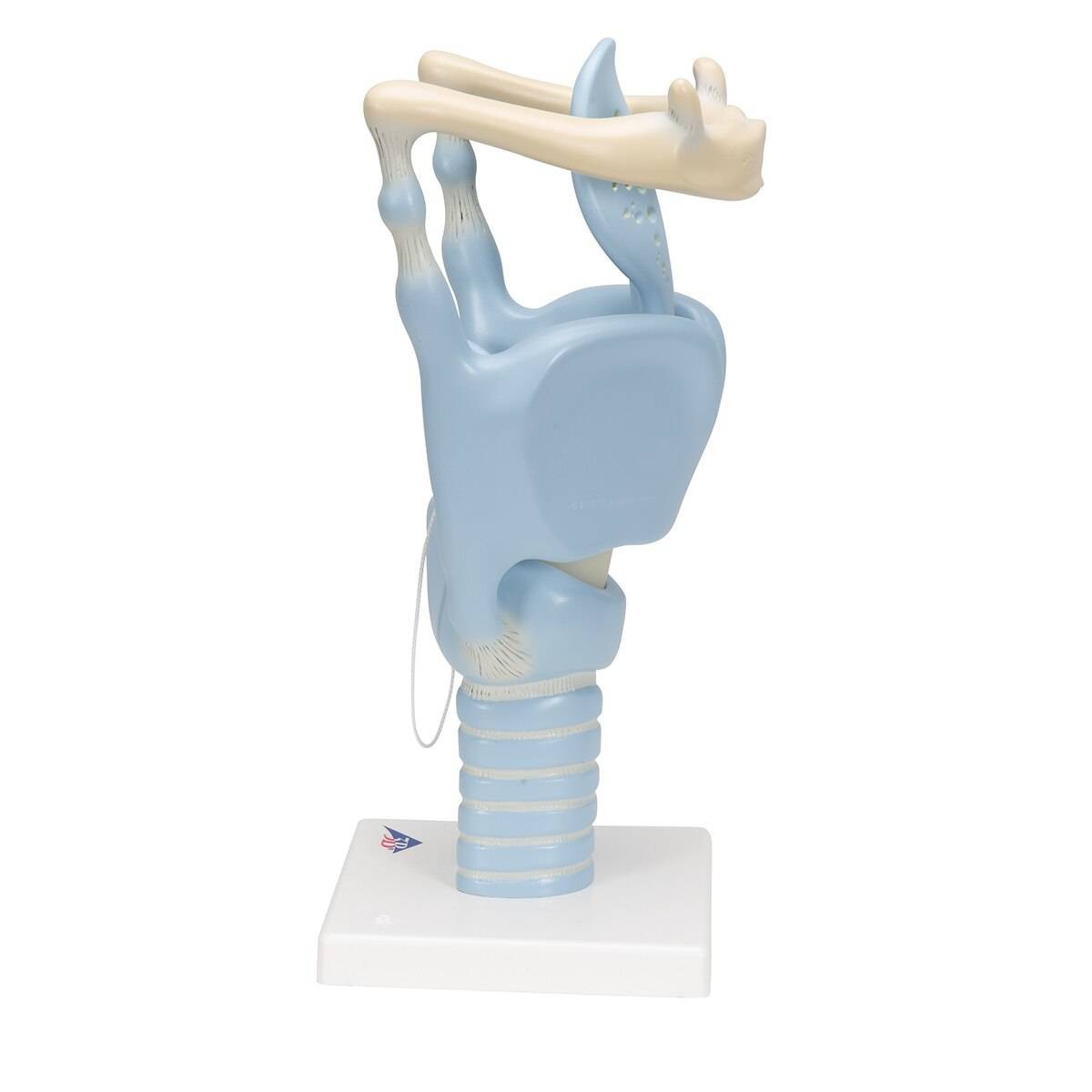 3B Scientific 3x Life Size Functional Human Larynx Anatomy Model ...