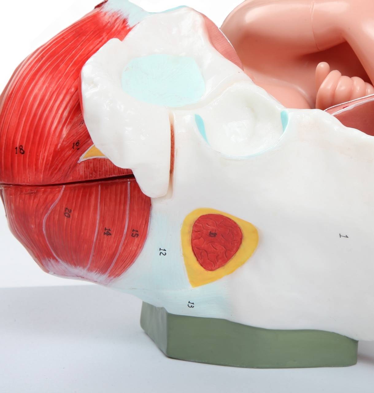 Axis Scientific 3-Stage Childbirth Process, Set of 3 Models | Anatomy ...