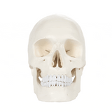 Anatomy Warehouse, The Home of Axis Scientific | Find All Axis ...