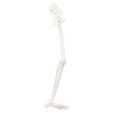 Axis Scientific Life-Size Human Leg Skeleton with Hip Joint and ...