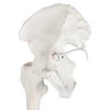 Axis Scientific Life-Size Human Leg Skeleton with Hip Joint and ...