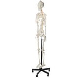 Axis Scientific Flexible Life-Size Human Skeleton Anatomy Model with ...