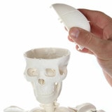 Anatomy Lab Essential Mini 35" Skeleton | Anatomy Warehouse