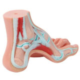 Axis Scientific Set of 3 Feet - Flat Foot, Arched Foot and Normal Foot ...