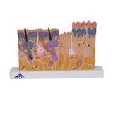 Integumentary System Anatomical Models for Education & Medical Study ...