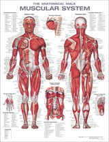 Human Muscular System Anatomy Charts for Education | Anatomy Warehouse
