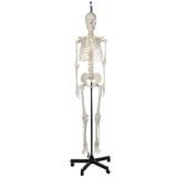 Axis Scientific Human Skeletons | Full Size Anatomical Skeletons | High ...