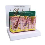 Integumentary System Anatomical Models for Education & Medical Study ...