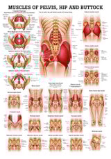 Rudiger Anatomie Muscles of Buttock, Hip and Pelvis Laminated Anatomy Chart | Anatomy Warehouse