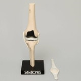 Sawbones Products - Anatomy Warehouse