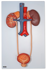Denoyer-Geppert Free Standing Urinary System Anatomy Model | Anatomy ...