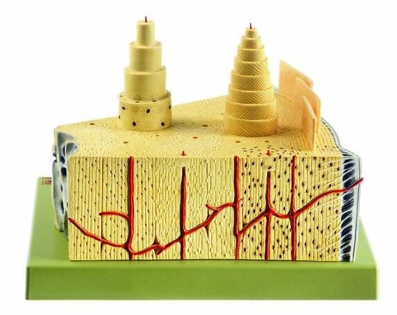 Denoyer-Geppert Bone Structure Anatomy Model | Anatomy Warehouse