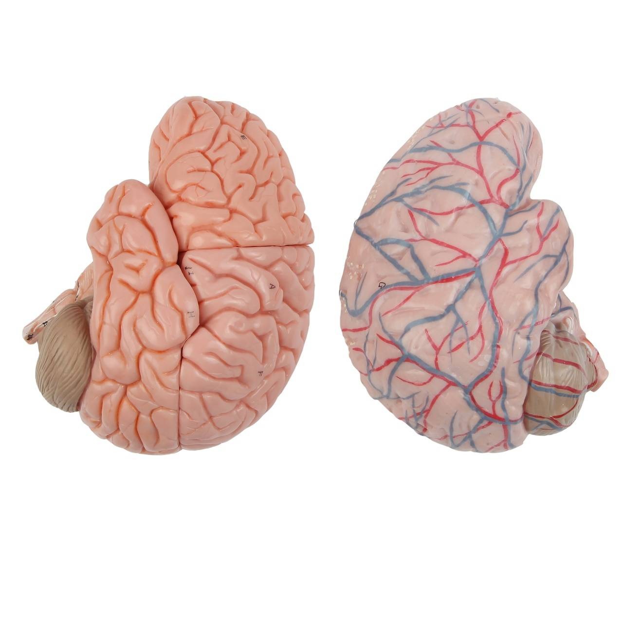 Axis Scientific Head and Neck Muscle Model | Anatomy Warehouse