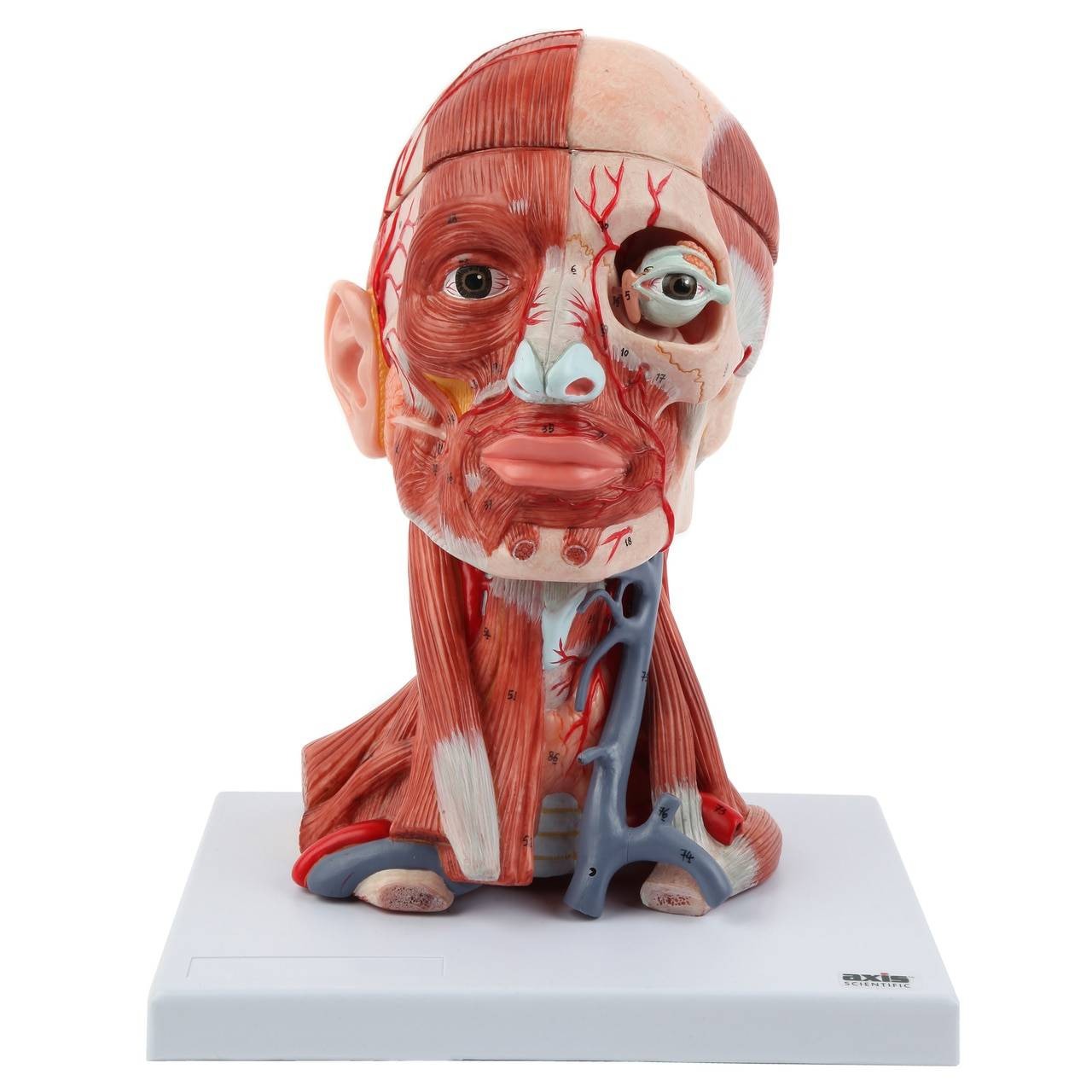 Axis Scientific Head and Neck Muscle Model | Anatomy Warehouse