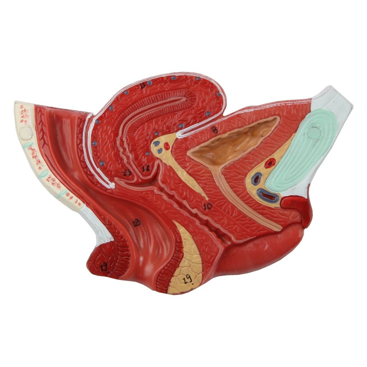 Axis Scientific 2-Part Female Pelvis Anatomy Model | Anatomy Warehouse