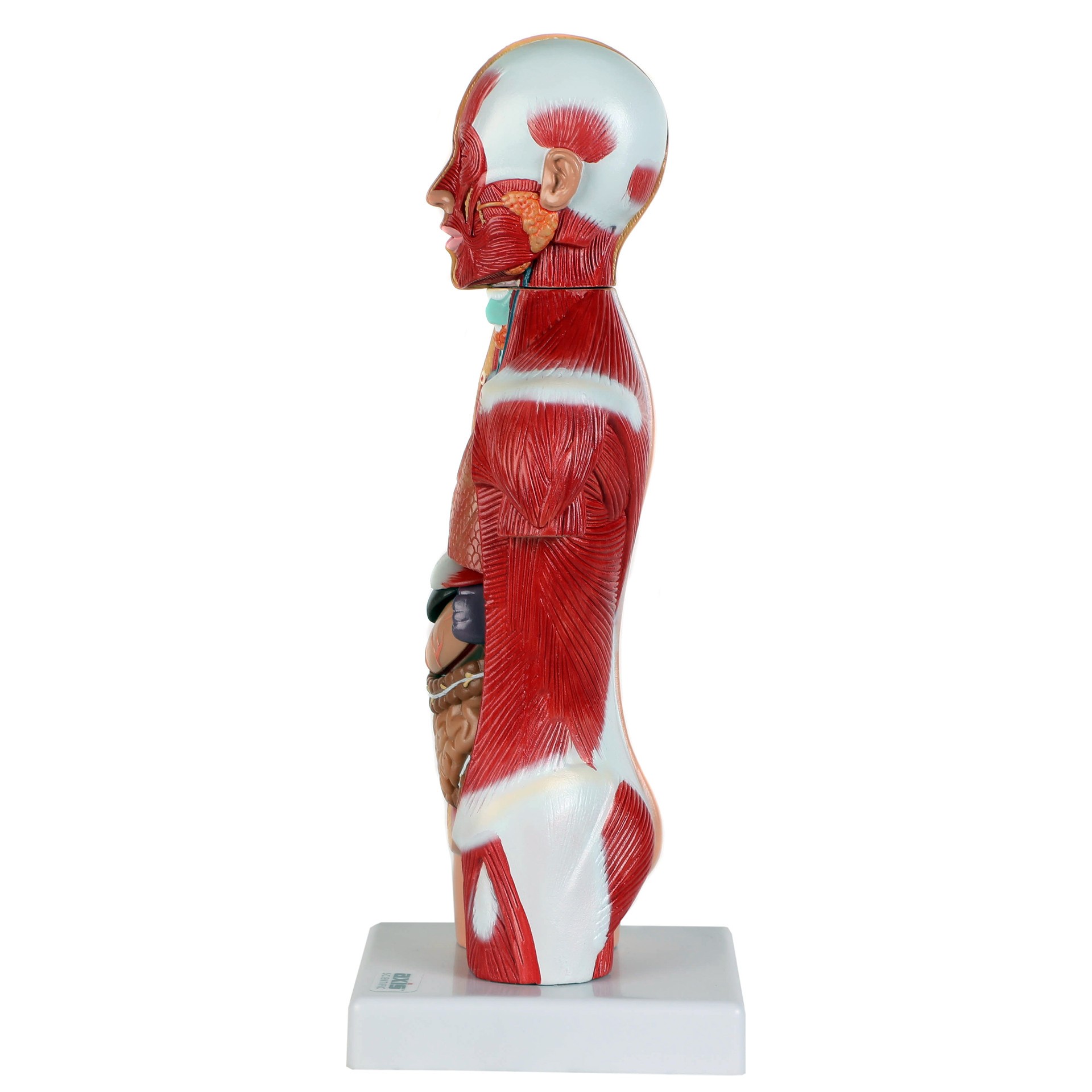 Axis Scientific 14-Part Micro Torso Anatomy Model | Anatomy Warehouse