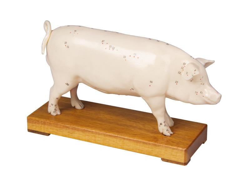 Erler-Zimmer Pig (Sus scrofa domesticus) Skull of Domestic Pig ...