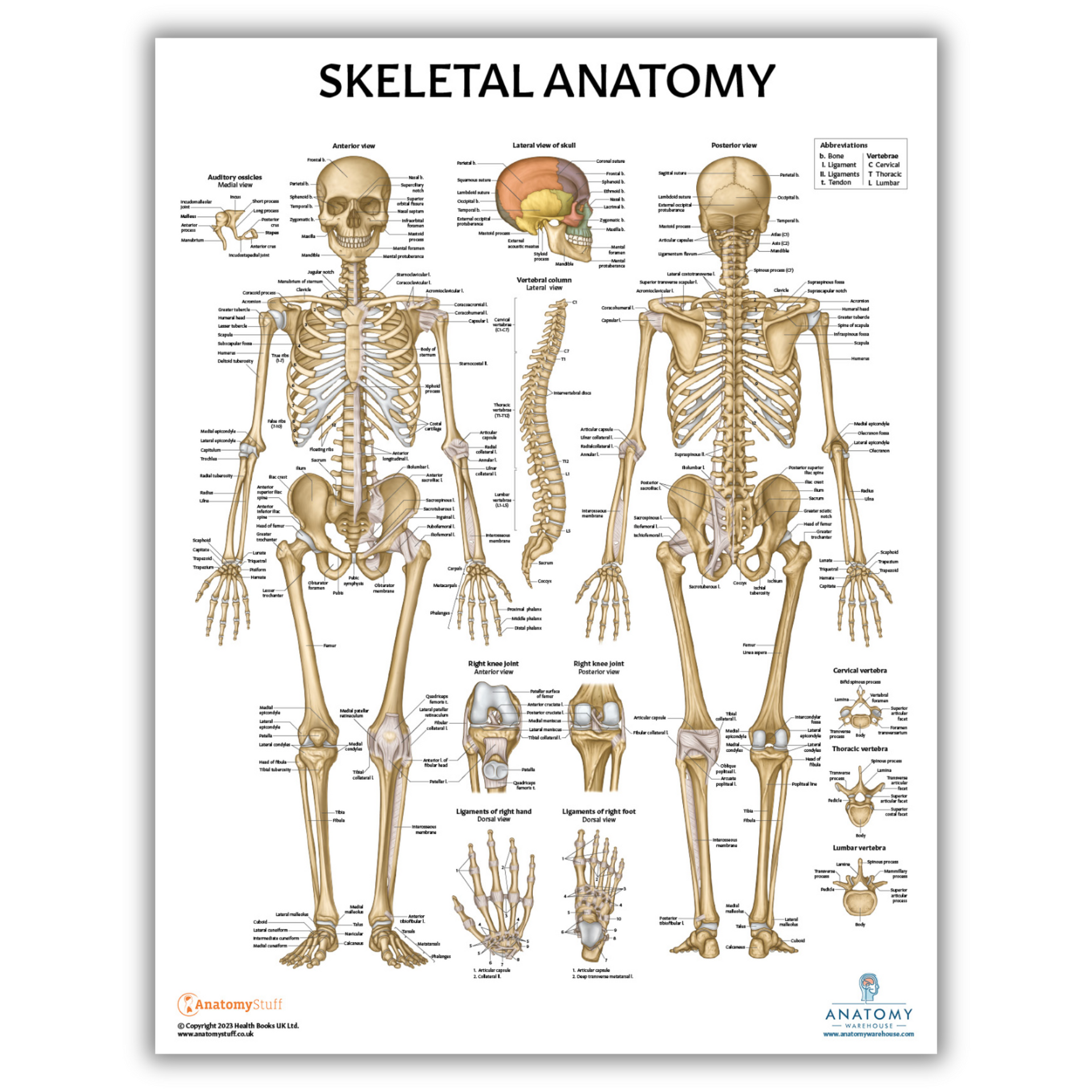 Anatomy Lab Skeletal System Laminated Poster | Anatomy Warehouse