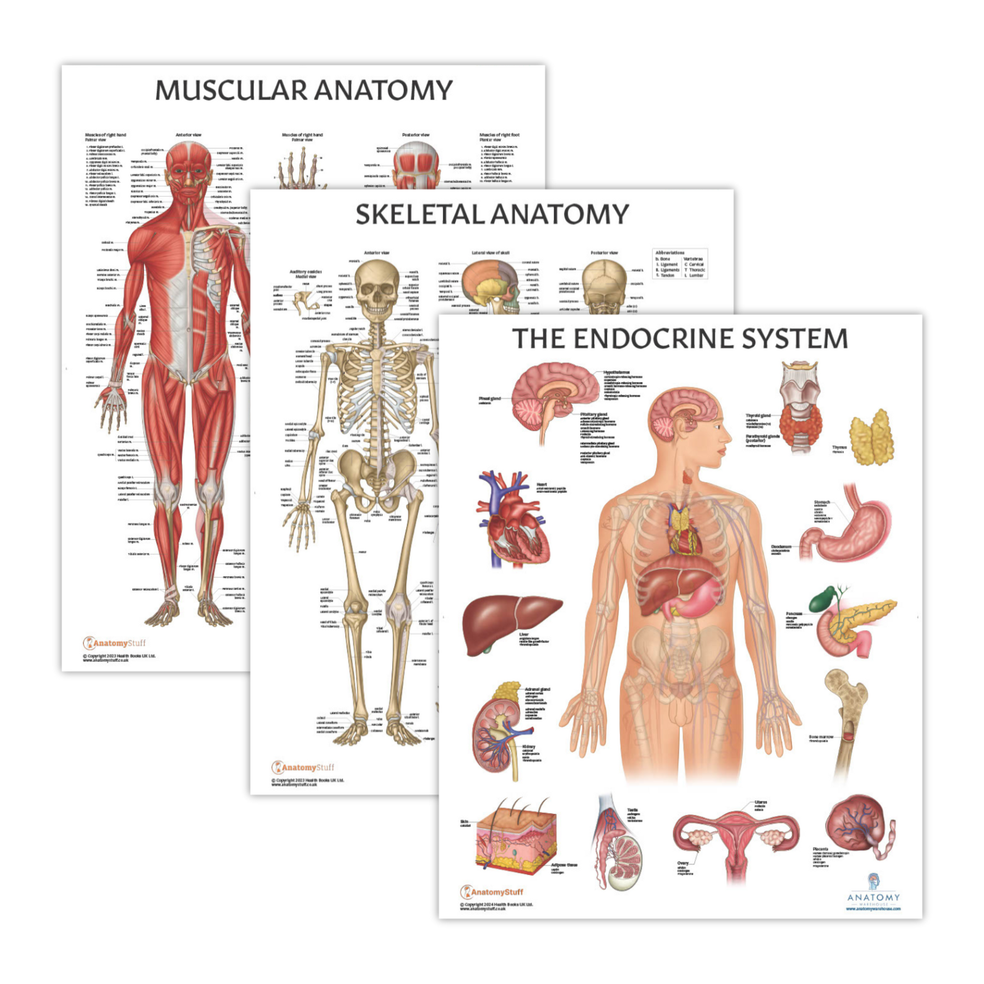 Rudiger Anatomie The Endocrine System Laminated Anatomy Chart | Anatomy ...