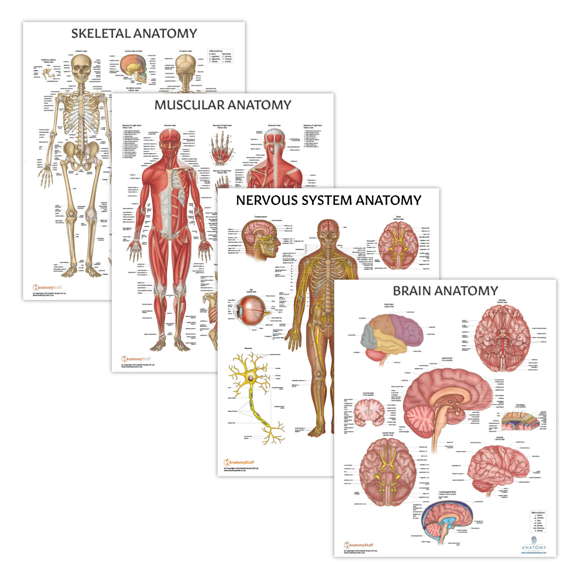 Rudiger Anatomie The Human Nervous System Laminated Anatomy Chart ...