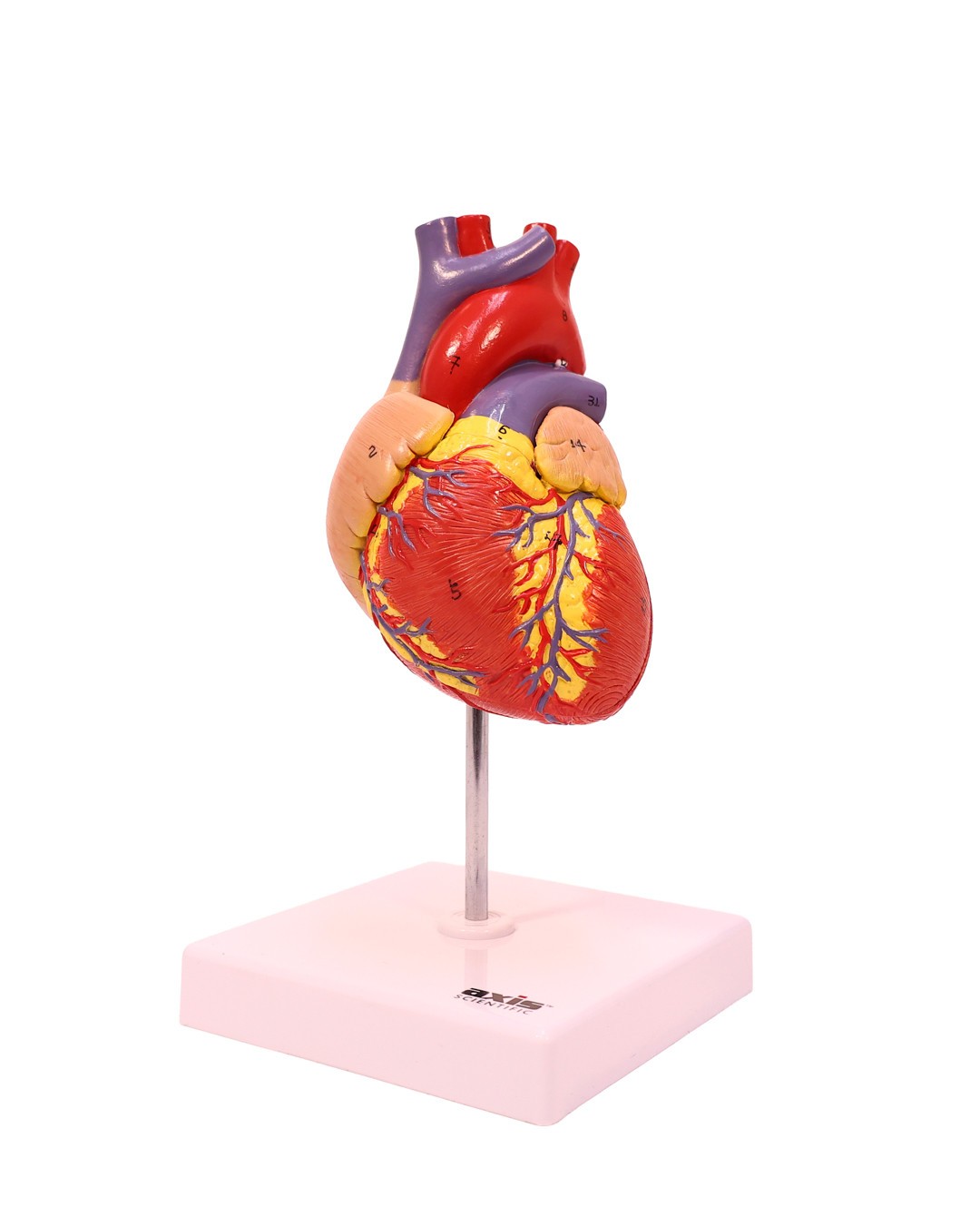 Axis Scientific 2-Part Deluxe Life-Size Human Heart Anatomy Model ...