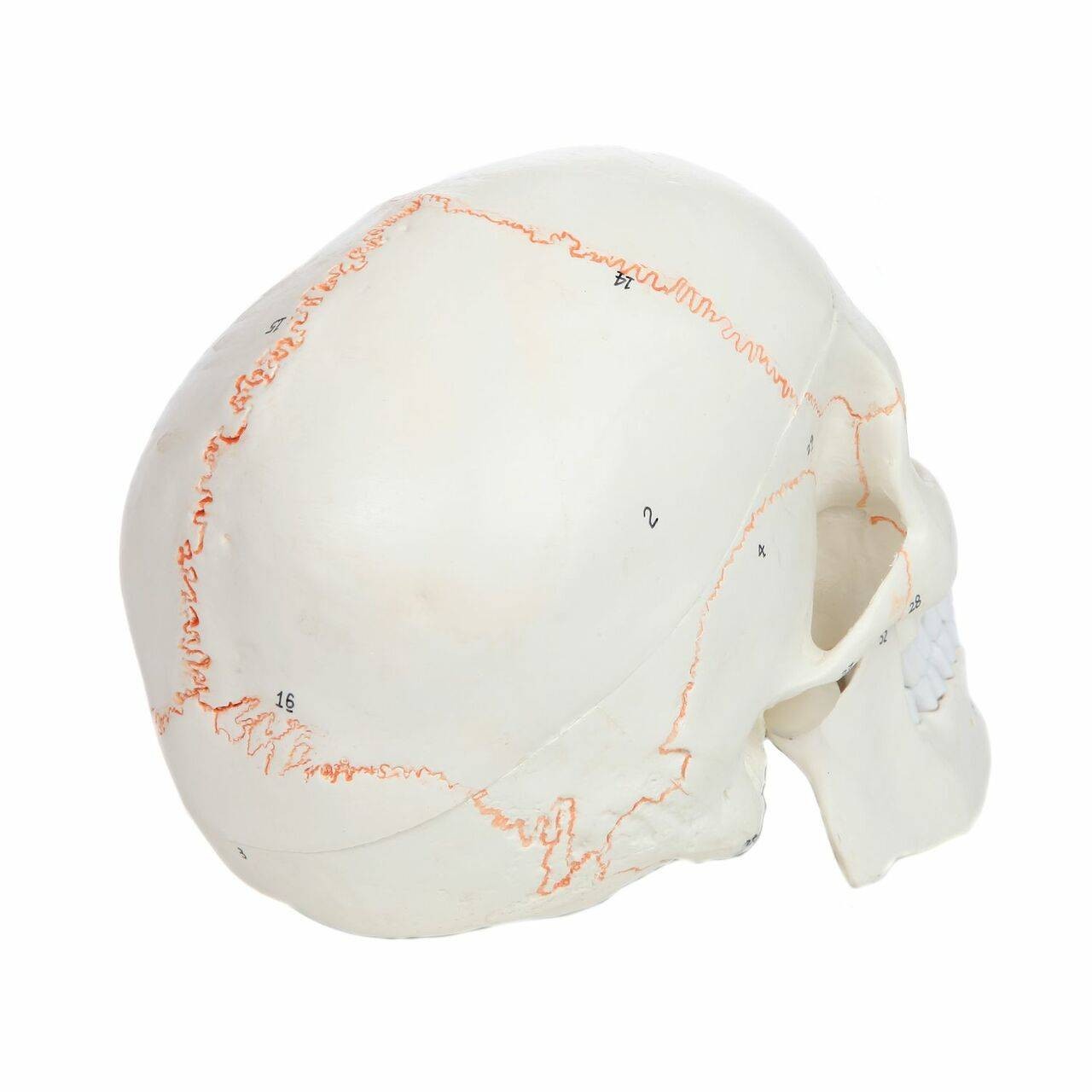 Axis Scientific 3-Part Life-Size Human Skull Numbered Anatomy Model ...