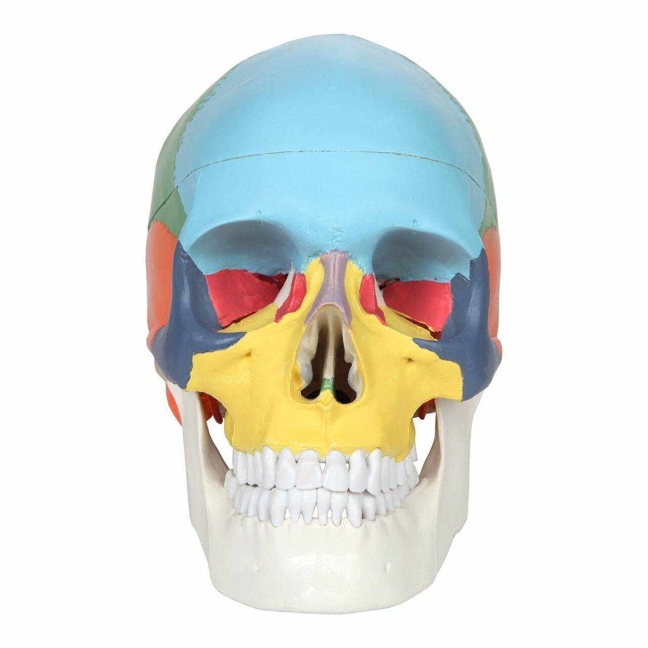 Axis Scientific 3-Part Life-Size Didactic Human Skull Anatomy Model ...
