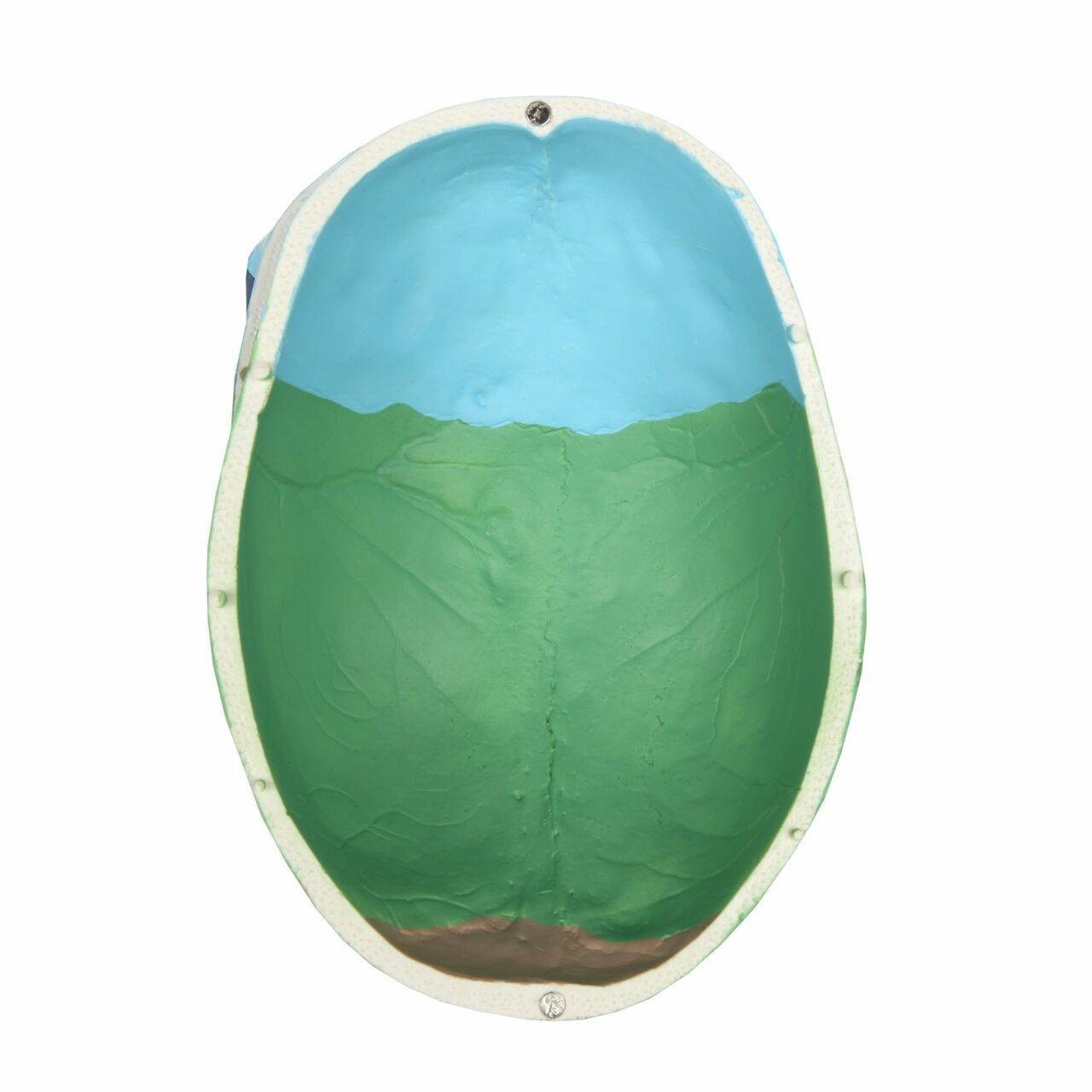 Axis Scientific 3-Part Life-Size Didactic Human Skull Anatomy Model ...