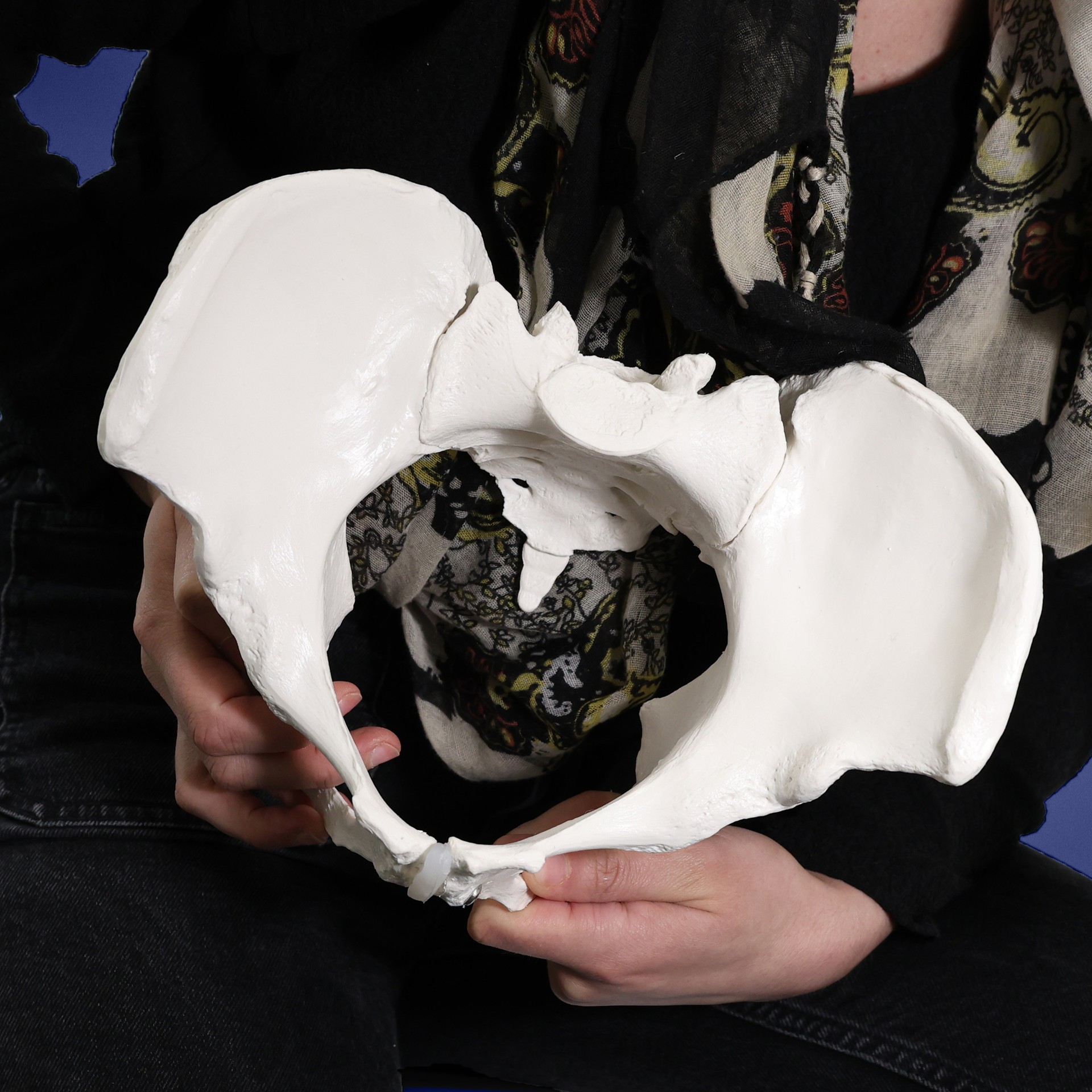 Human Pelvis Anatomical Models for Education & Medical Study | Anatomy ...
