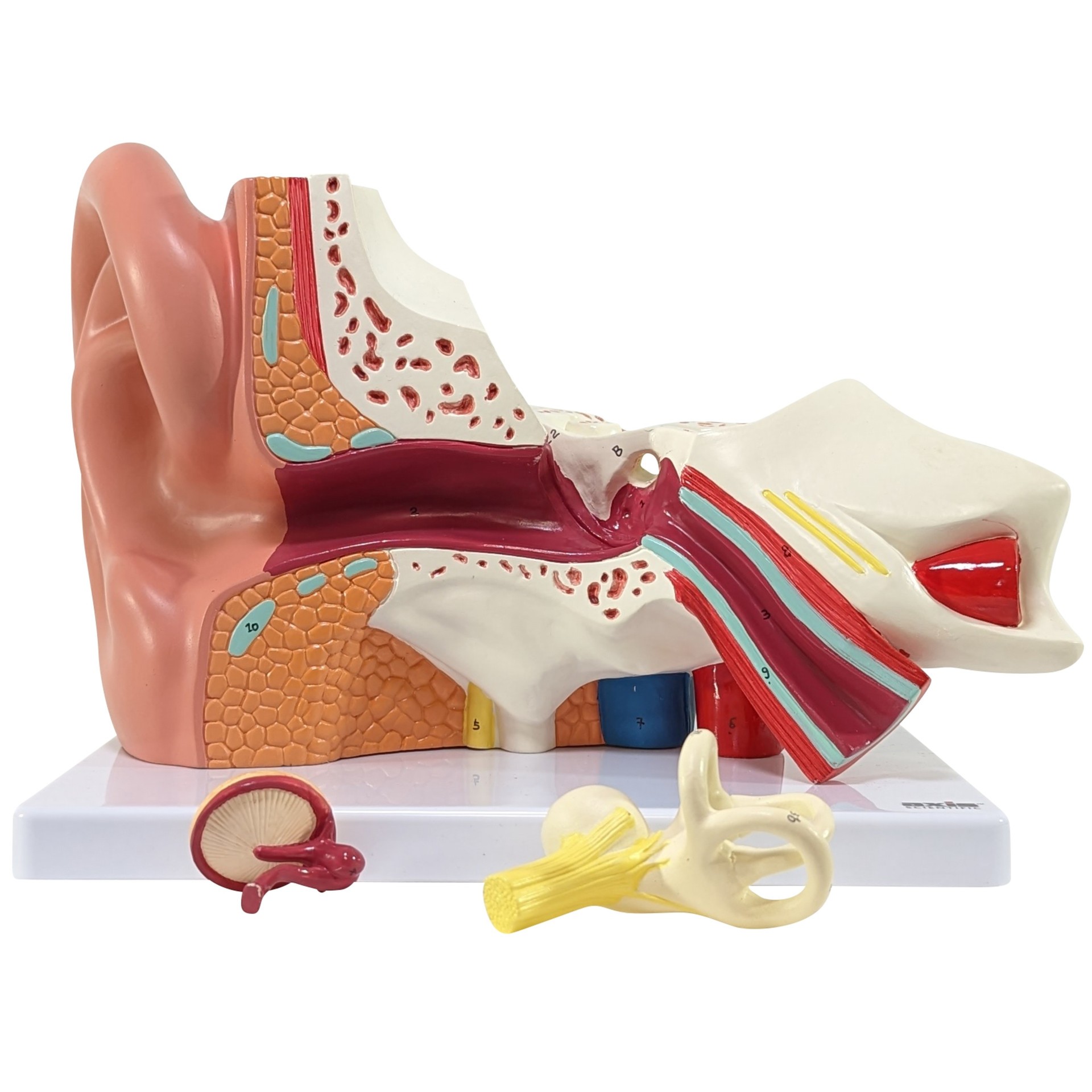 Axis Scientific Oversized 3-Part Human Ear | Anatomy Warehouse
